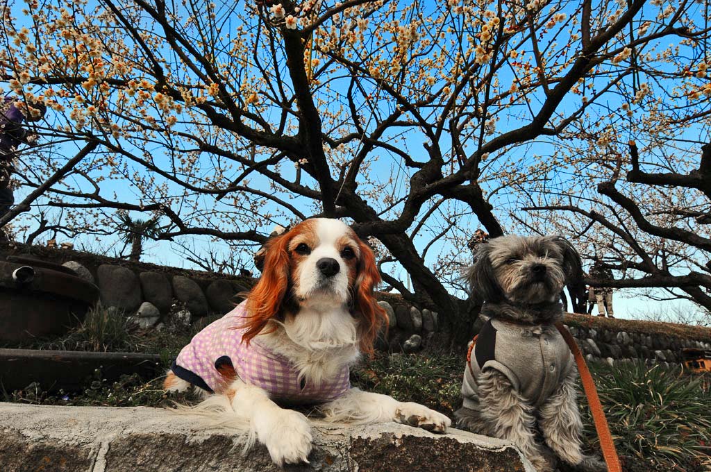 曽我梅園 幕山梅園